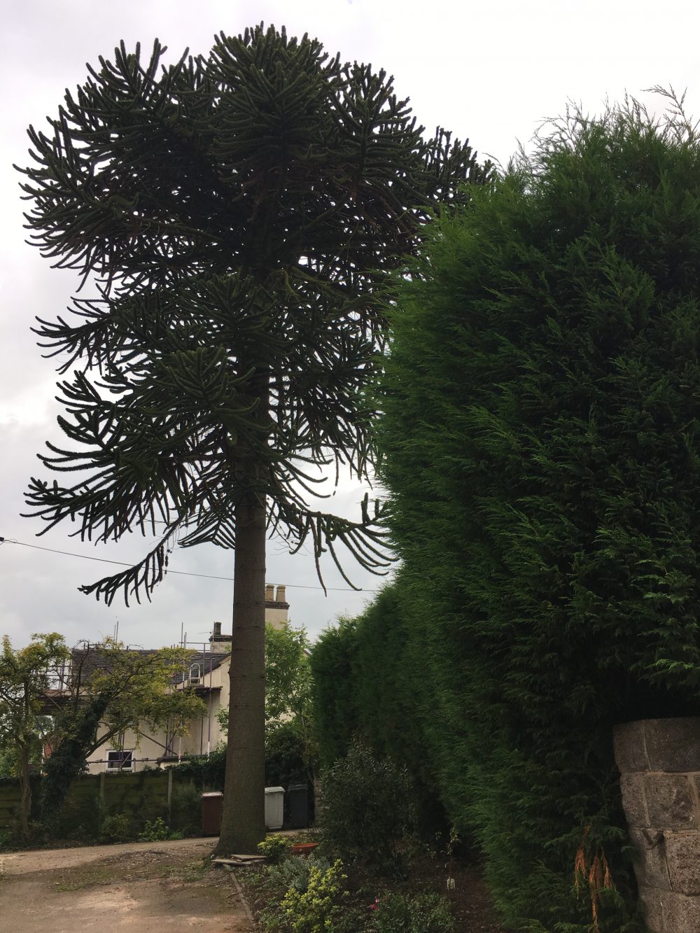 A story of a Monkey, a Puzzle and a Tree... - SH Upholstery